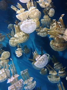 Plankton endure range of temperatures, more likely to survive global ...