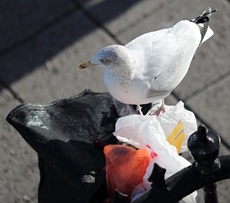 Seabirds dying because of plastic waste | Domain-b.com