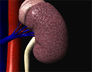 Home detection kit for kidney diseases unveiled | Domain-b.com